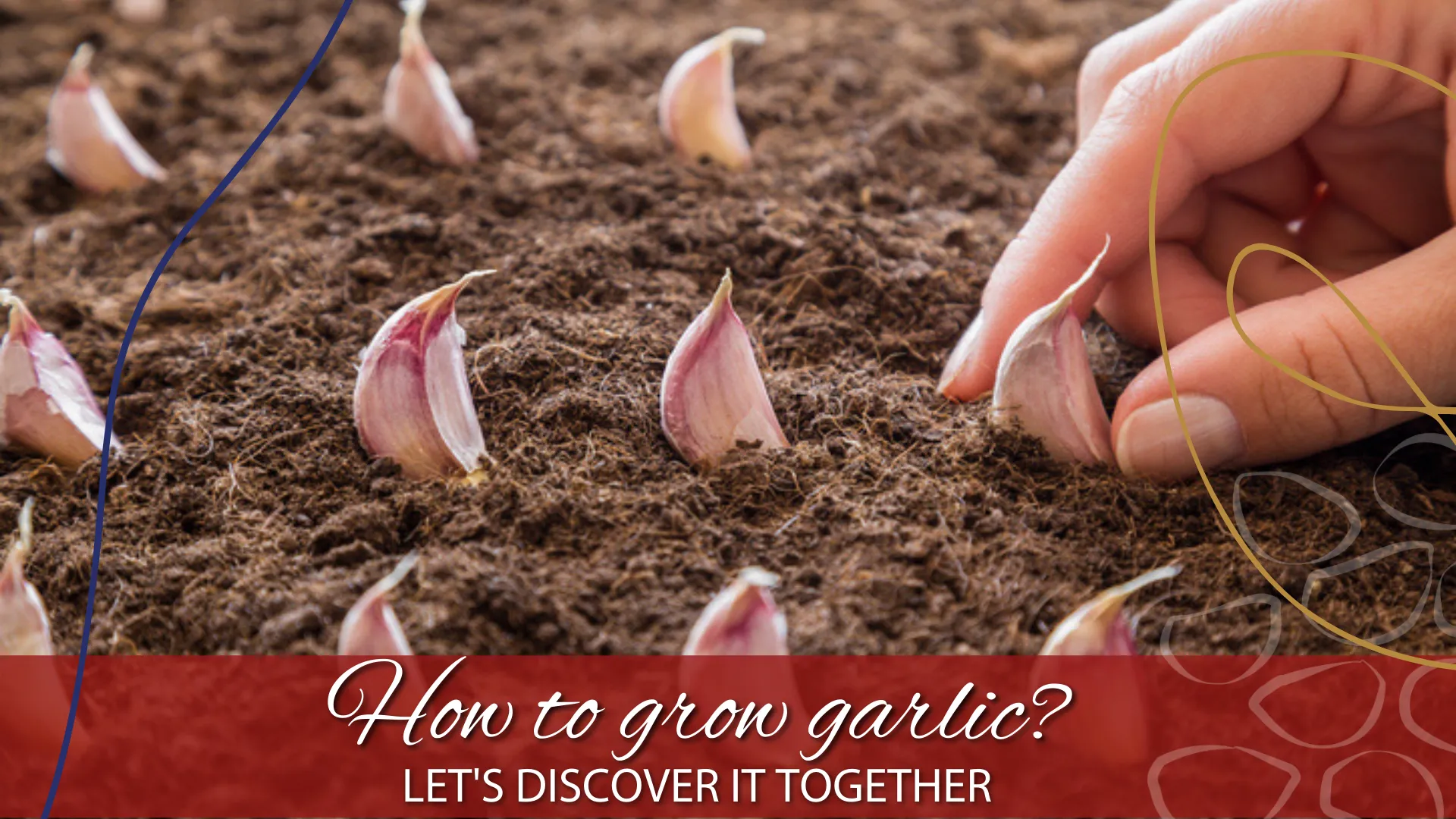 How to grow garlic? Let's discover it together - O.P. Sabina
