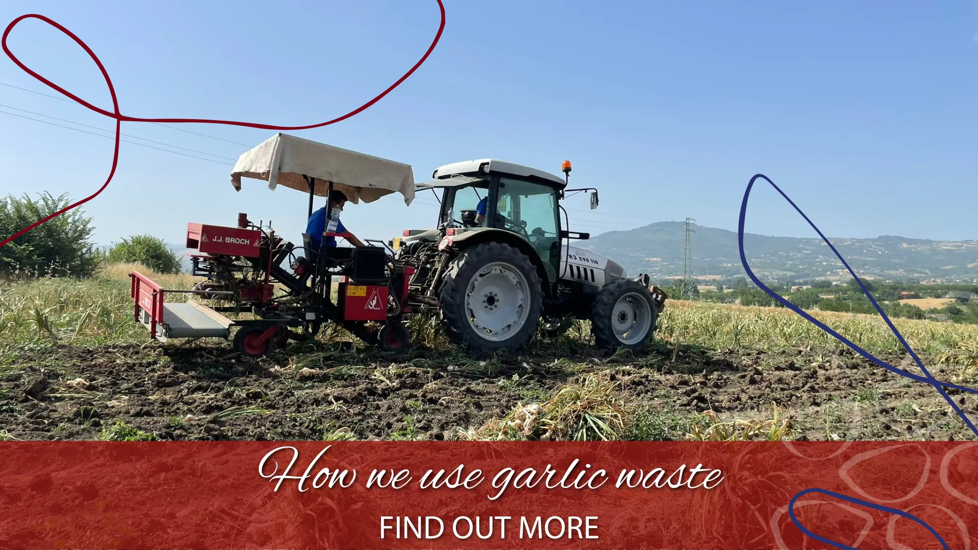 How we use garlic waste - O.P. Sabina